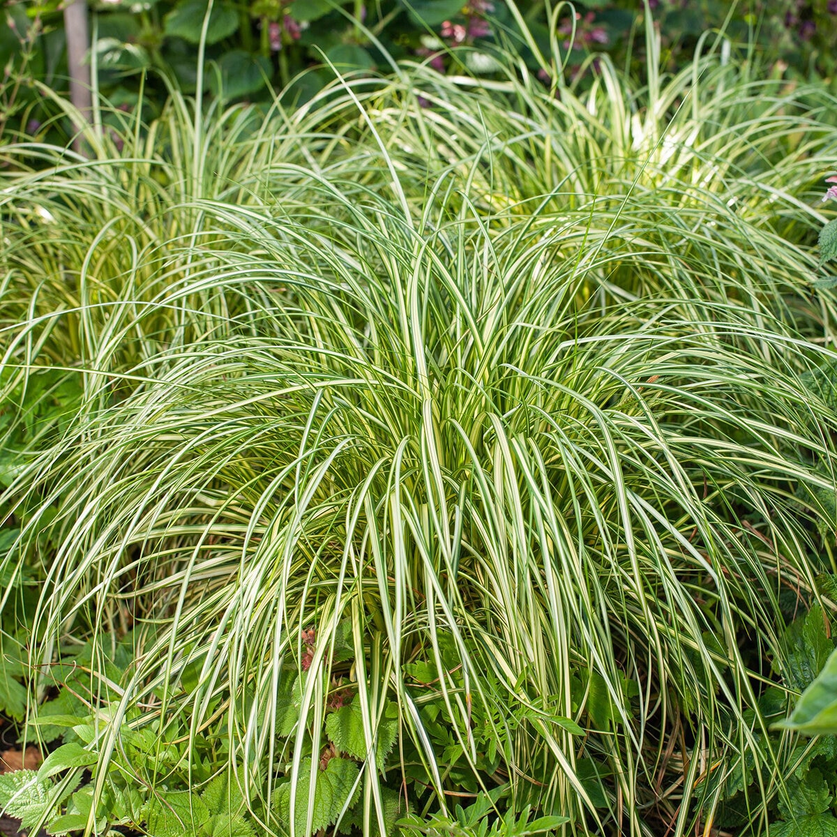 Carex x Moon Falls Variegated Sedge | SiteOne US