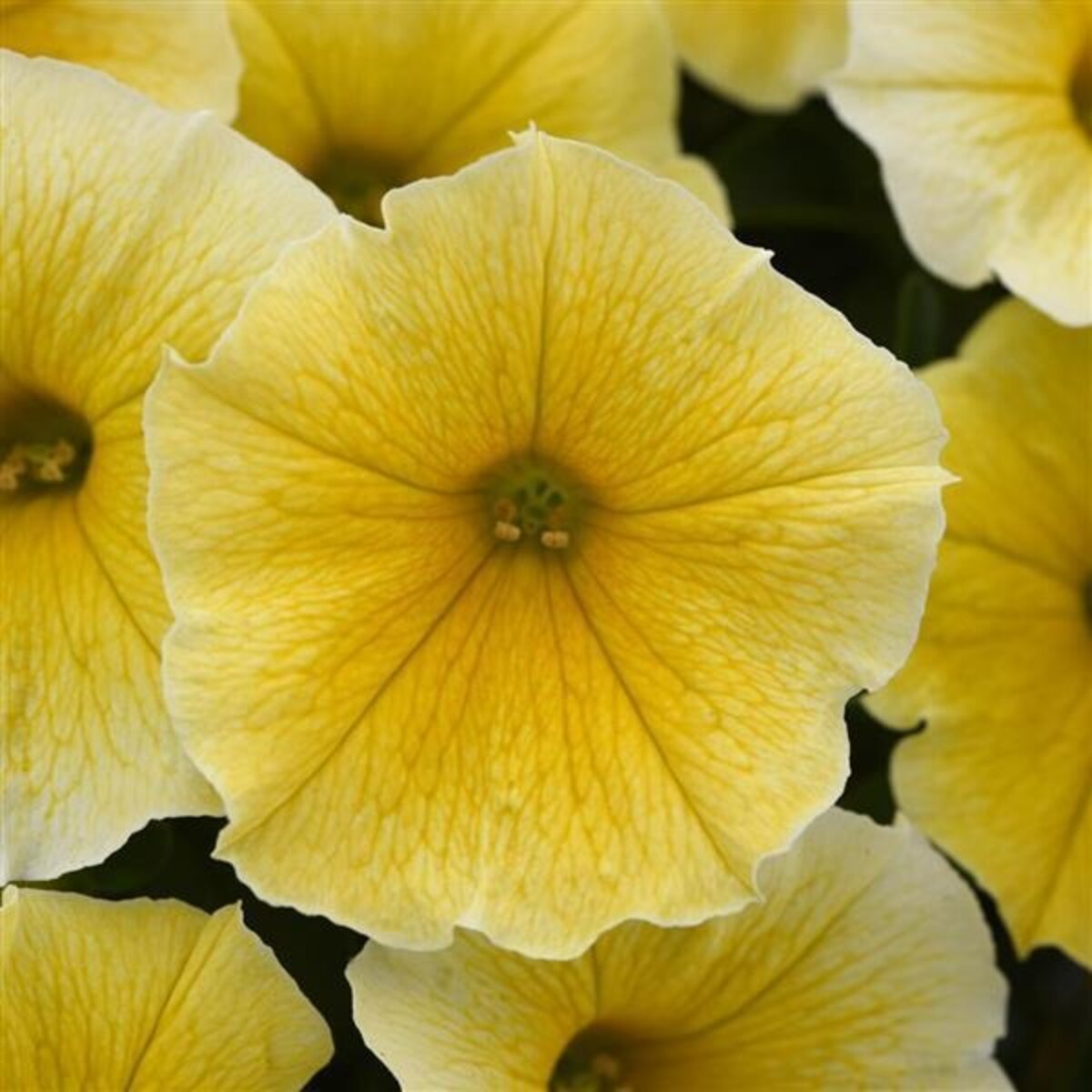 Petunia x Hybrida Bee's Knees Petunia | SiteOne US