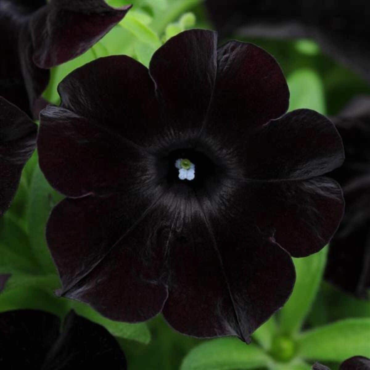 Petunia x Hybrida SlingShot Black Magic Petunia | SiteOne US