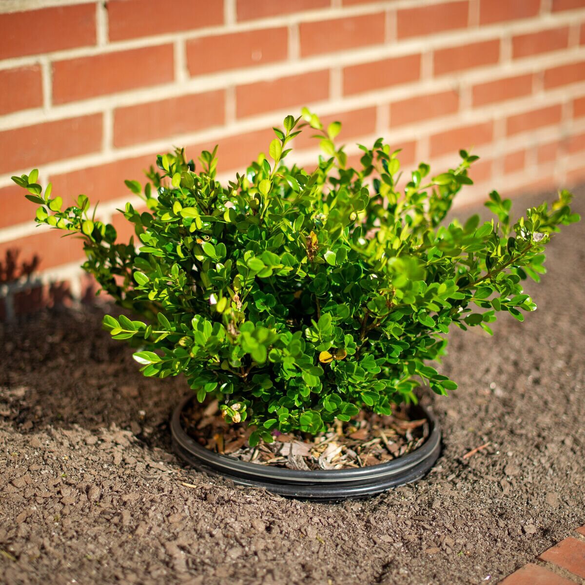 Buxus Sinica var. Insularis Wintergreen Korean Boxwood | SiteOne US