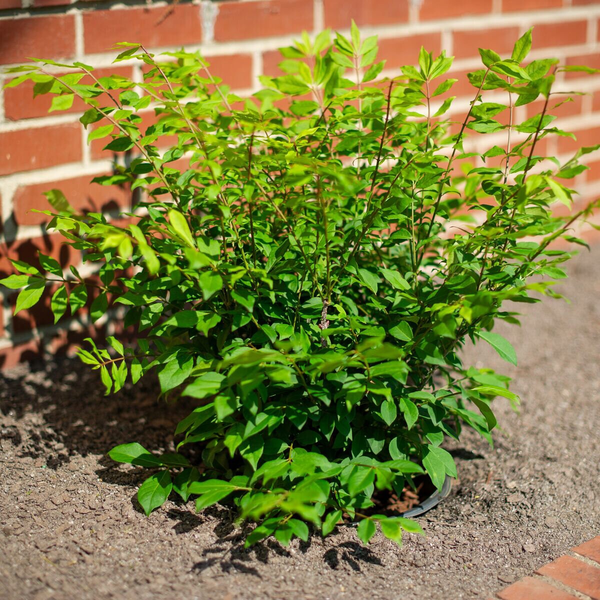 Euonymus alatus Compactus Dwarf Burning Bush | SiteOne US