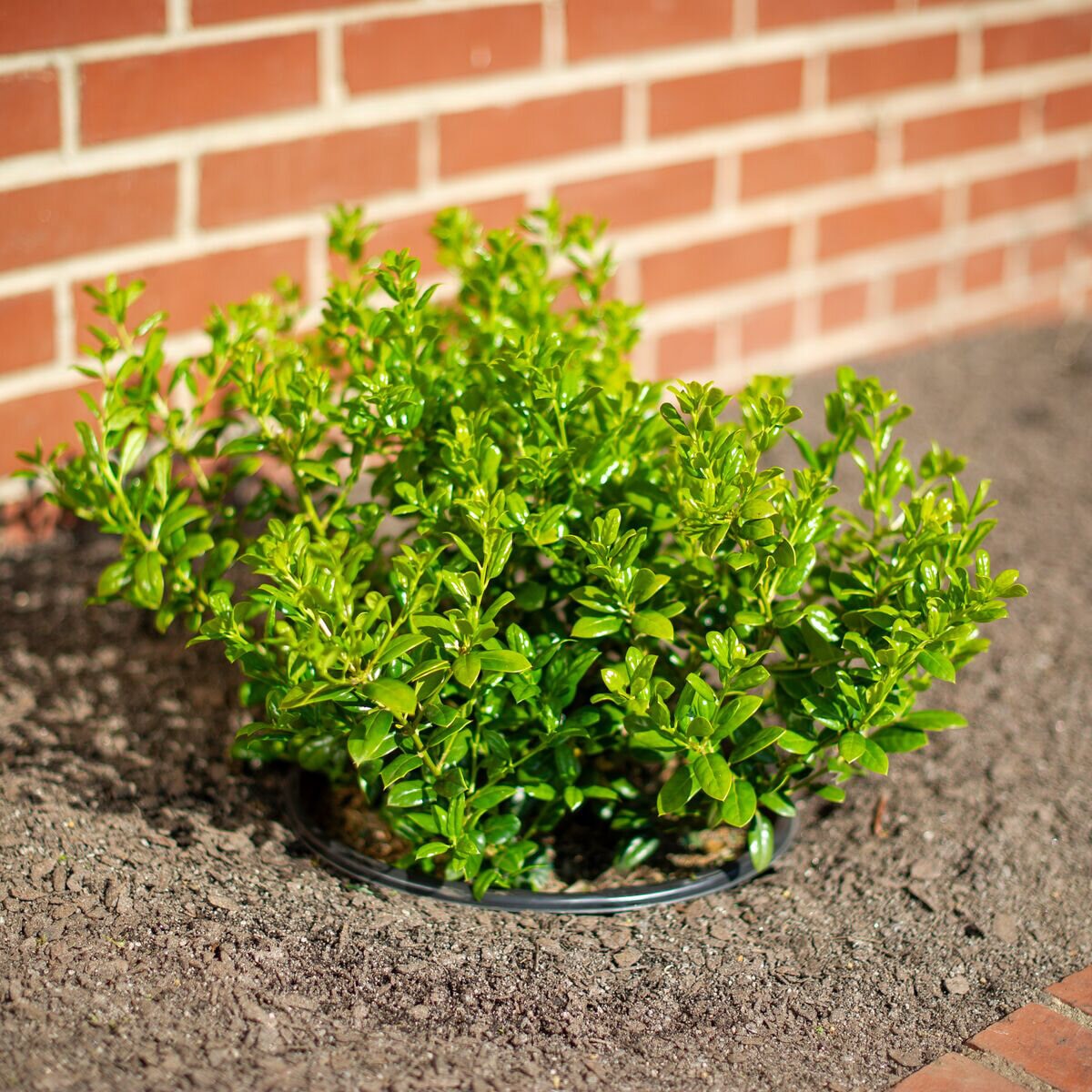 Ilex Cornuta Burfordii Nana Burford Dwarf Chinese Holly | SiteOne US