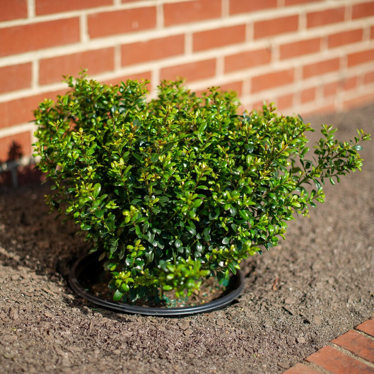 Ilex crenata Compacta Japanese Holly | SiteOne US