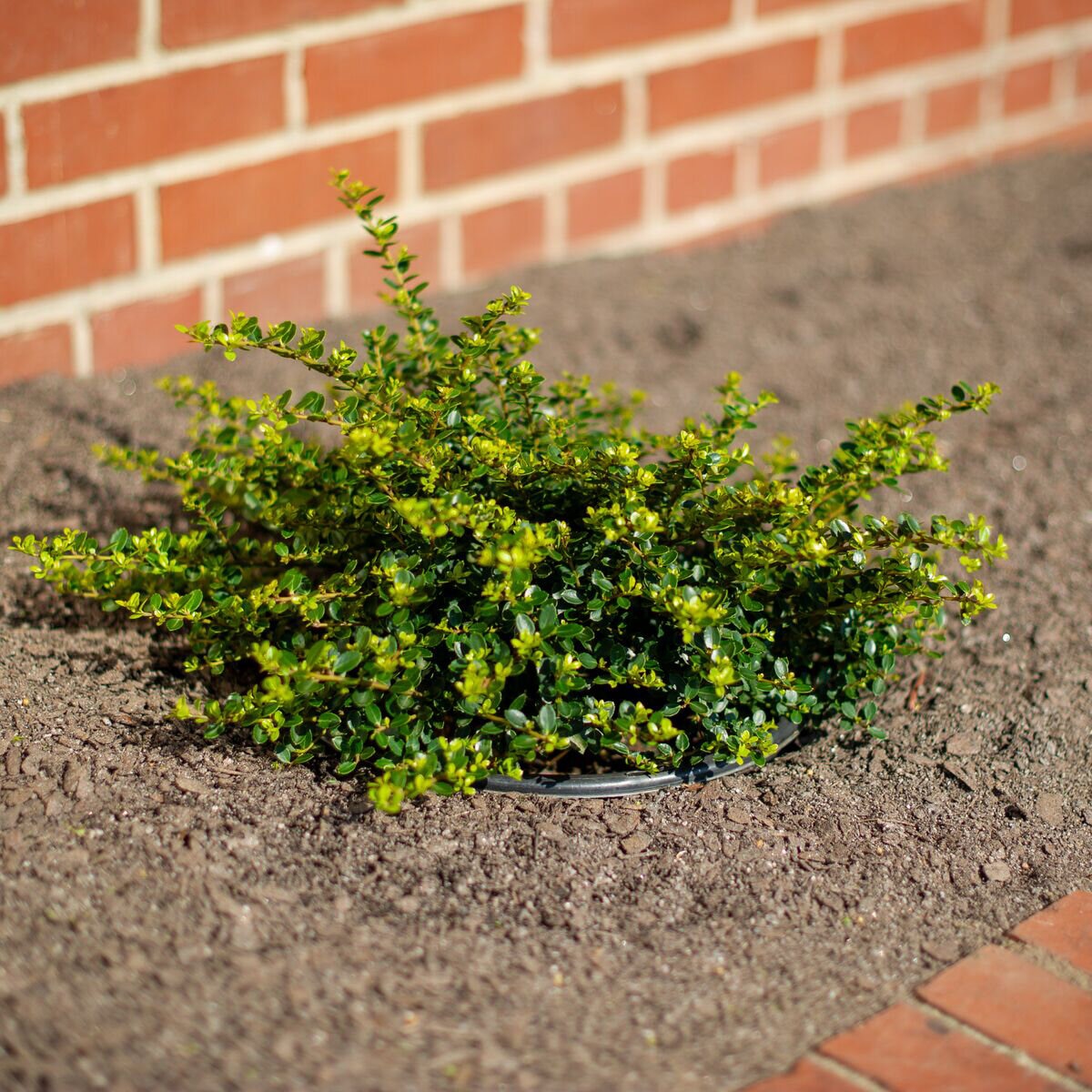 Ilex crenata Helleri Japanese Holly | SiteOne US