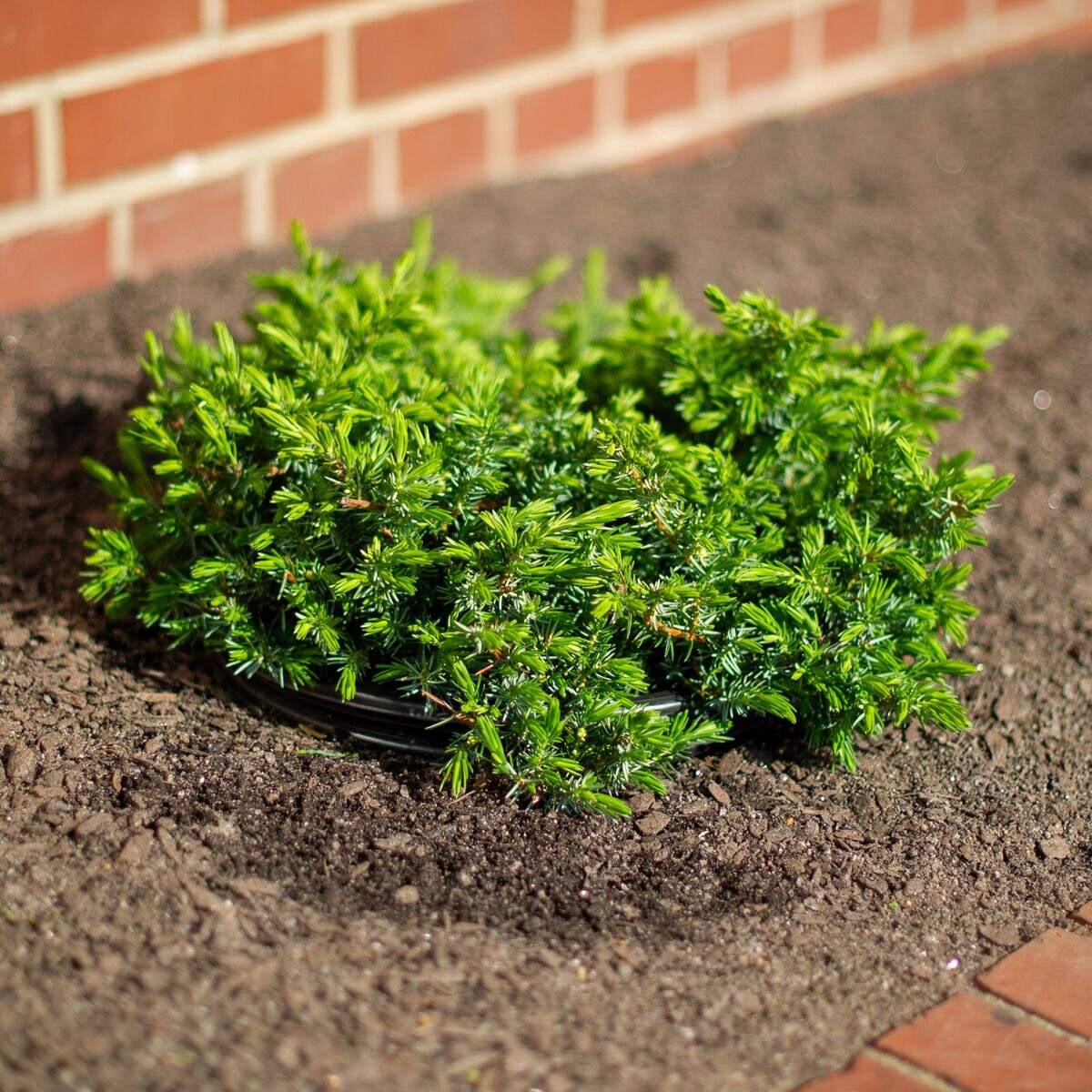 Juniperus Conferta Blue Pacific Shore Juniper | SiteOne US