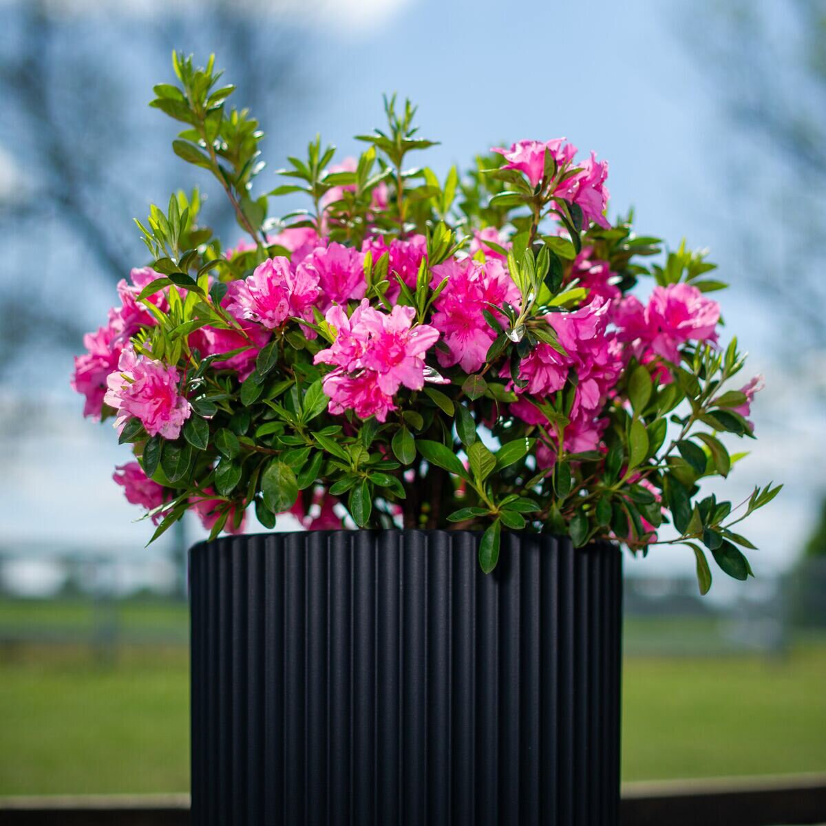 Rhododendron X Pink Ruffle Azalea | SiteOne US
