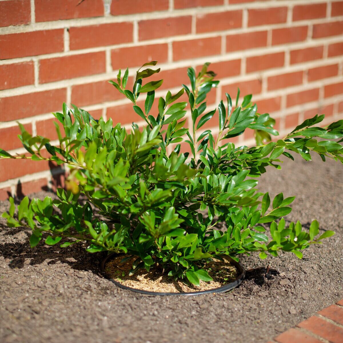 Distylium Blue Cascade Distylium | SiteOne US