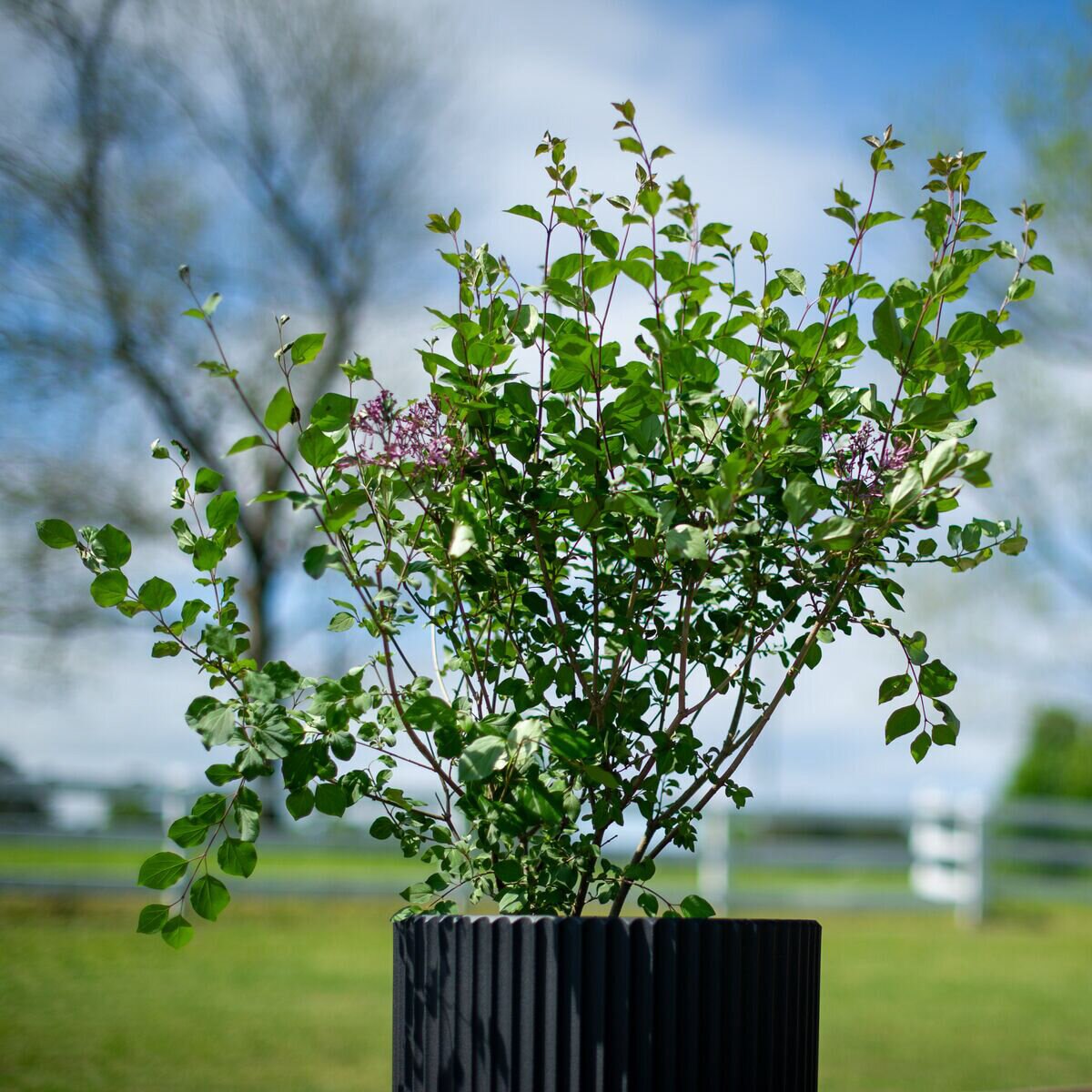 Syringa X Red Pixie Lilac | SiteOne