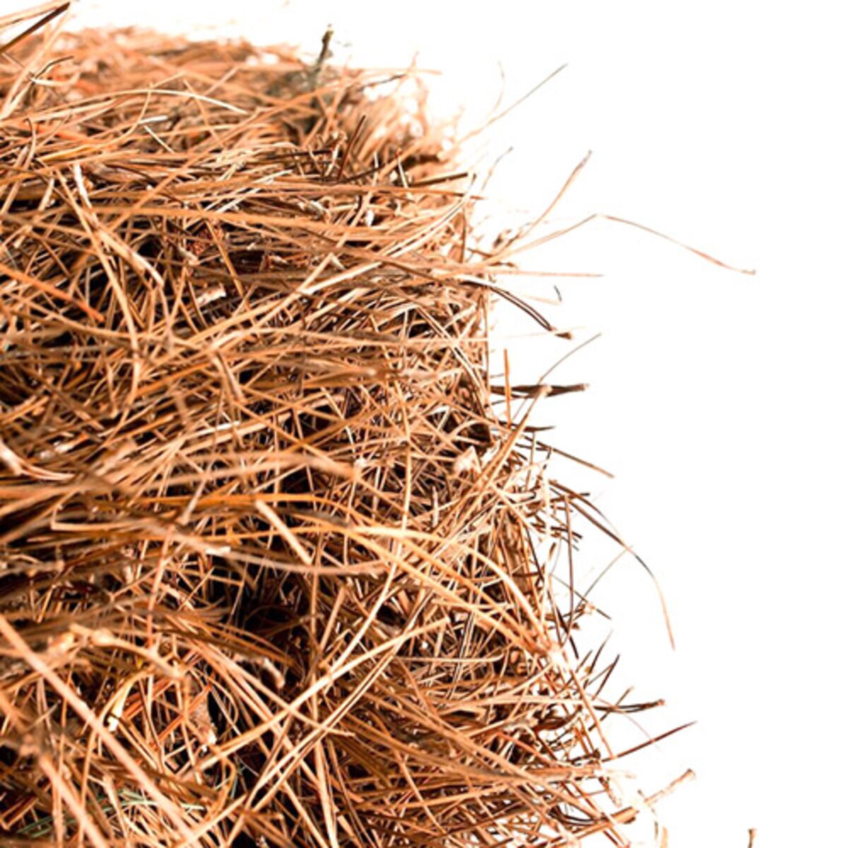 Pine Straw Long Needle Bale | SiteOne US