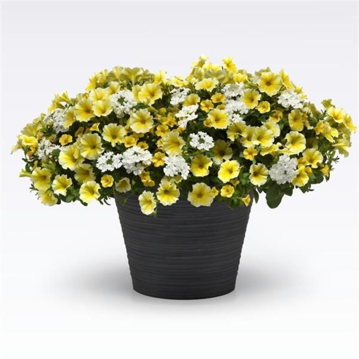 MixMasters Sunnyside Annual Flower Combination | SiteOne US