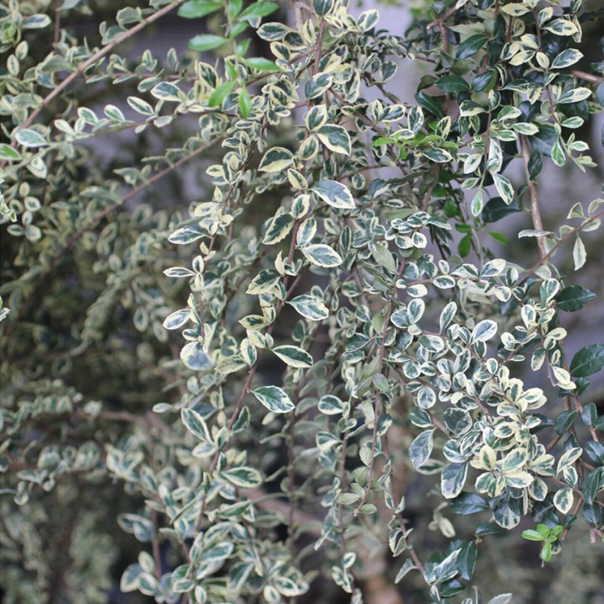 Azara Microphylla Variegata Variegated Box-Leaf Azara | SiteOne US