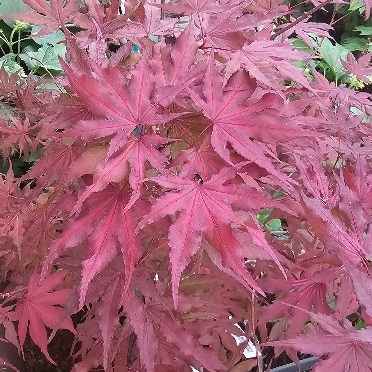 Acer palmatum Ghost Purple Ghost Japanese Maple | SiteOne US
