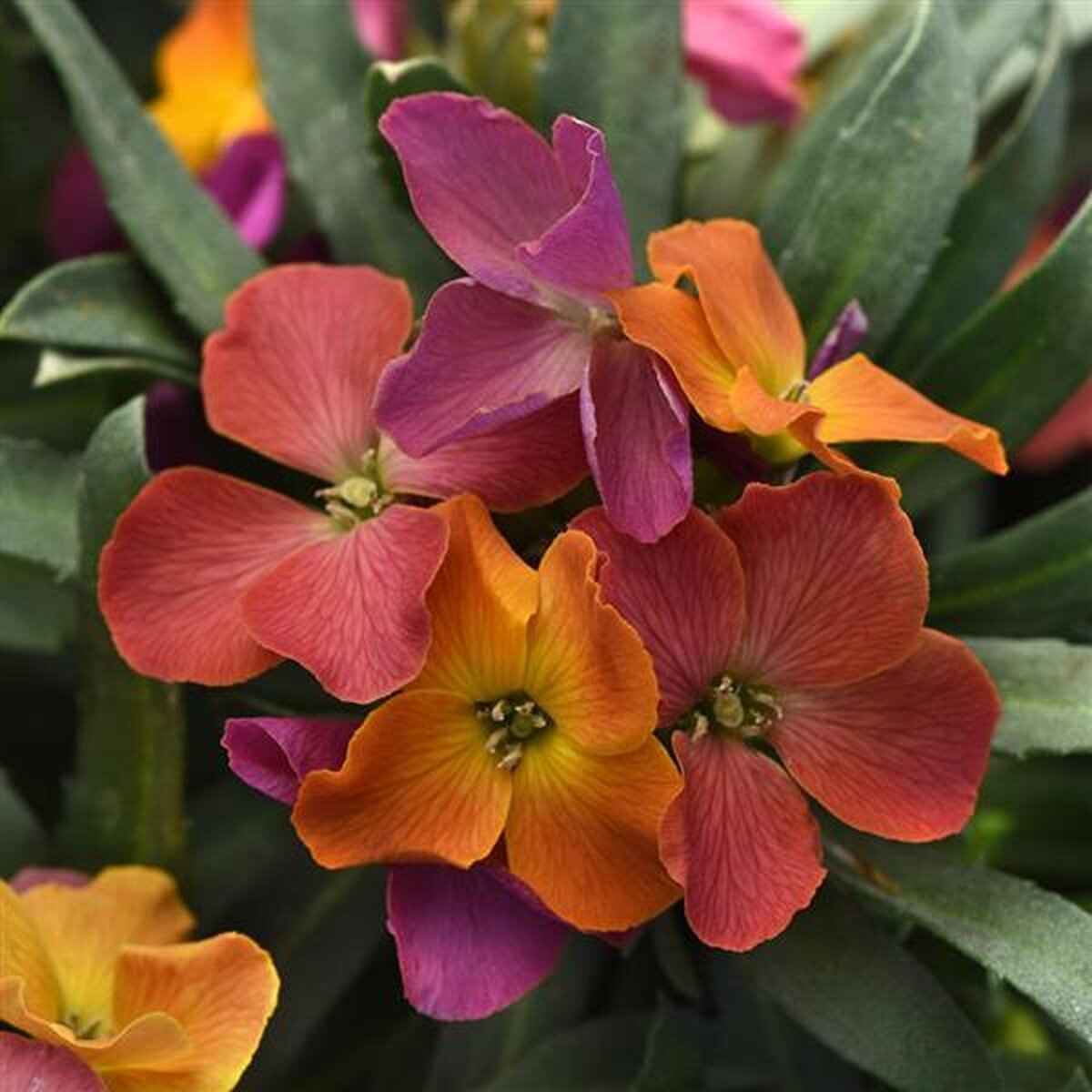 Erysimum cultivars Brightside Orange Glow Portfolio Wallflower | SiteOne US
