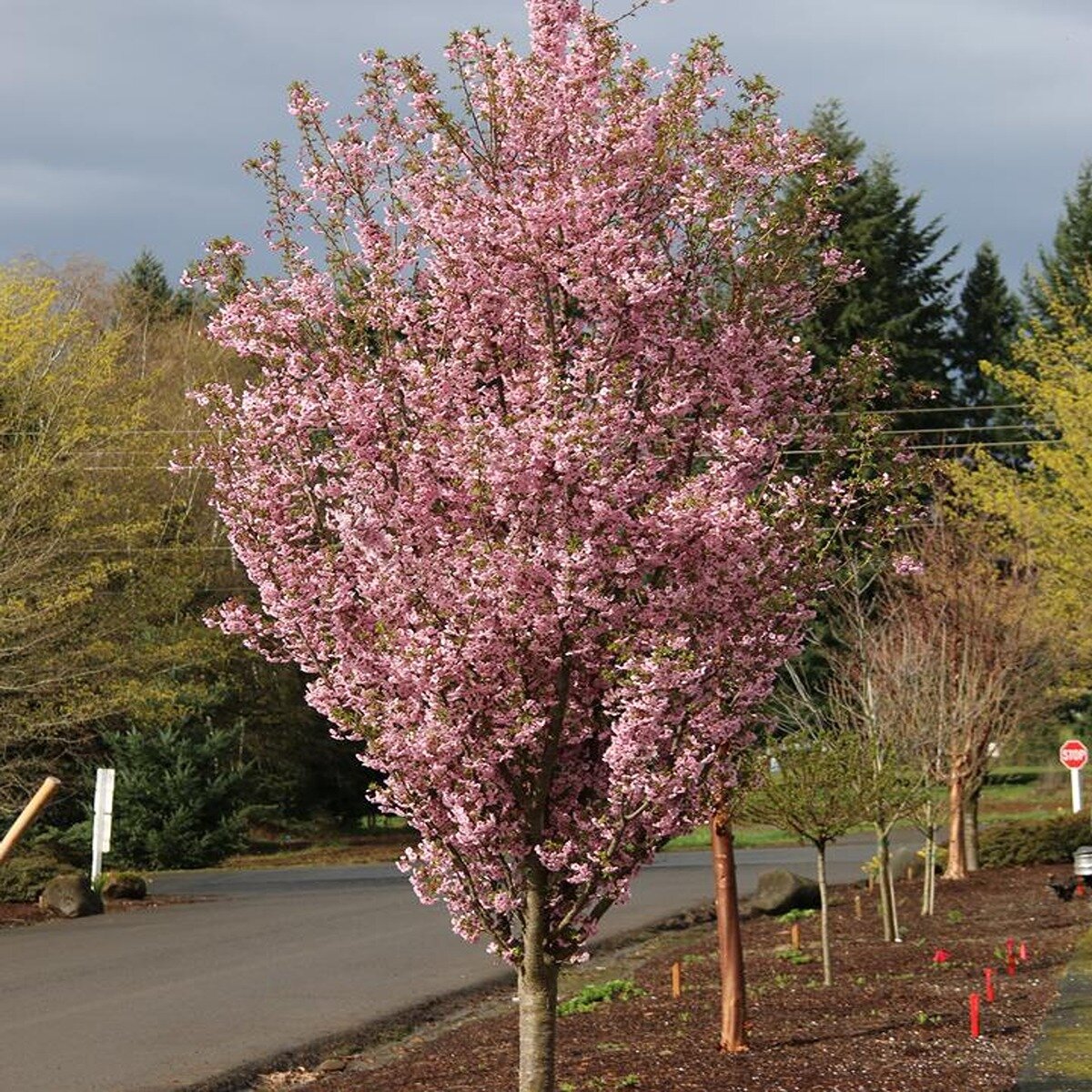Prunus X First Blush Flowering Cherry | SiteOne US