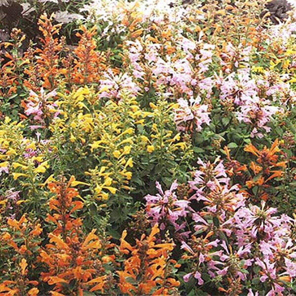Agastache x hybrida Arizona Mixture Hyssop | SiteOne US