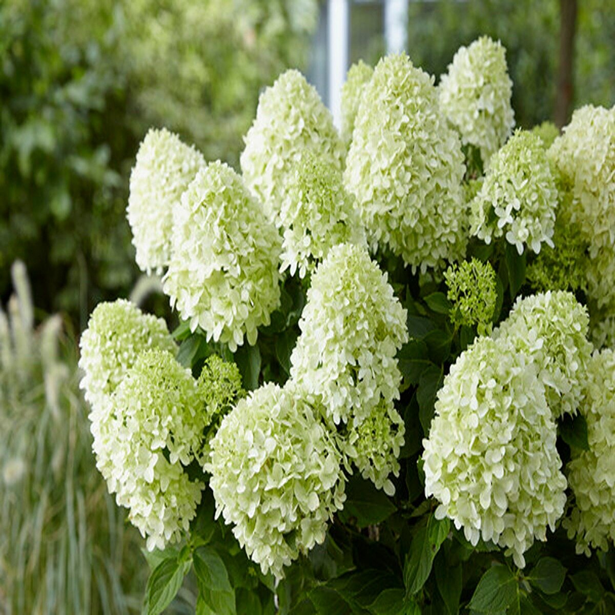 Hydrangea paniculata Little Spooky Panicle Hydrangea | SiteOne US