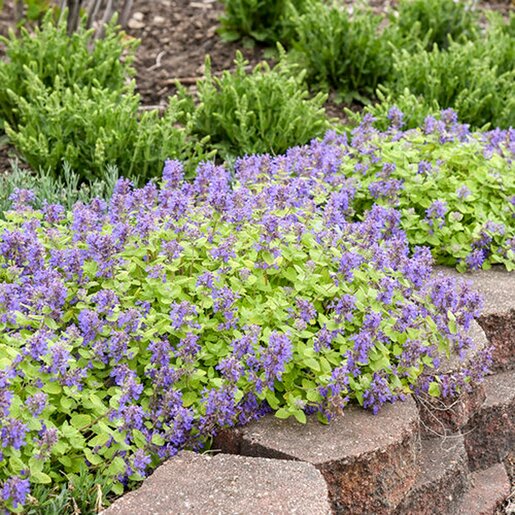 Nepeta hybrid Lemon Purrfection Catmint | SiteOne