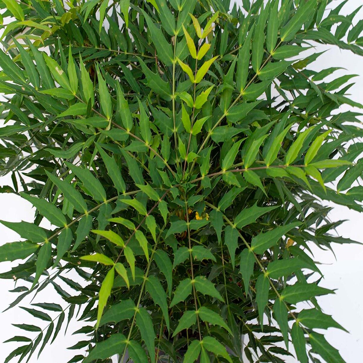 Mahonia hybrid Funky Flow Oregon Grape | SiteOne US