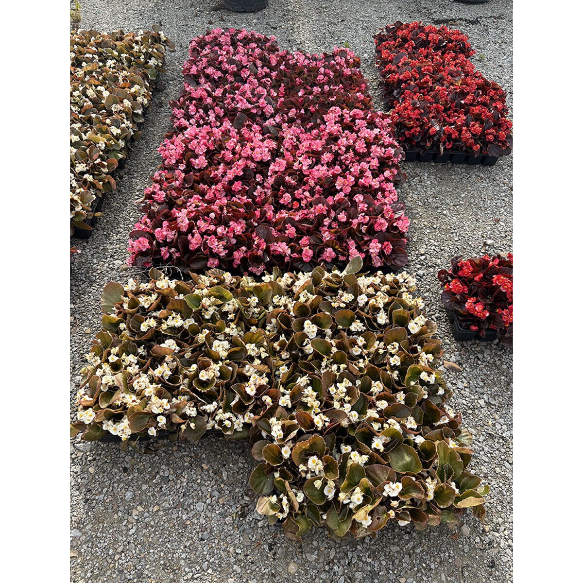 Begonia Semperflorens Cocktail Gin Bronze Leaf Begonia | SiteOne US