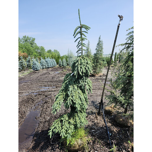 weeping white spruce