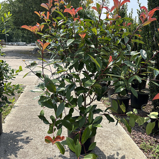 Photinia X Fraseri Red Robin Photinia | SiteOne US