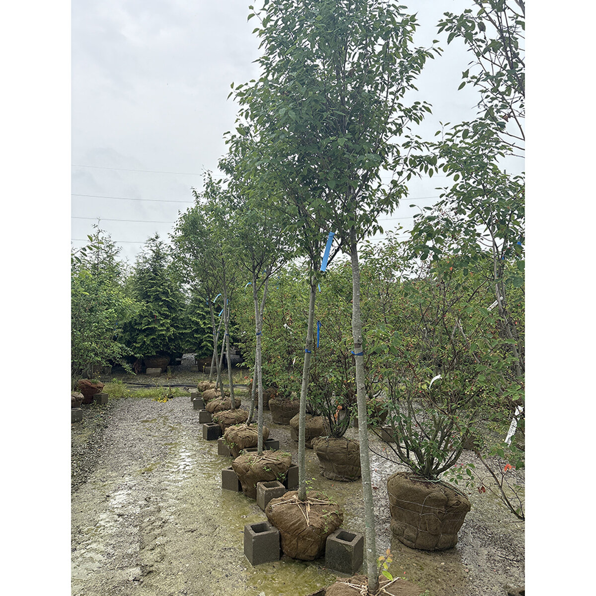 Amelanchier Laevis Rogers Lustre Alleghany Serviceberry | SiteOne US