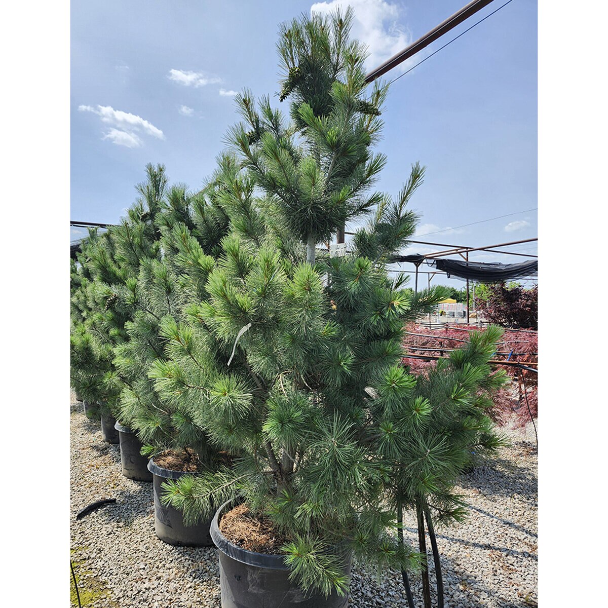 Pinus Flexilis Extra Blue Limber Pine | SiteOne US