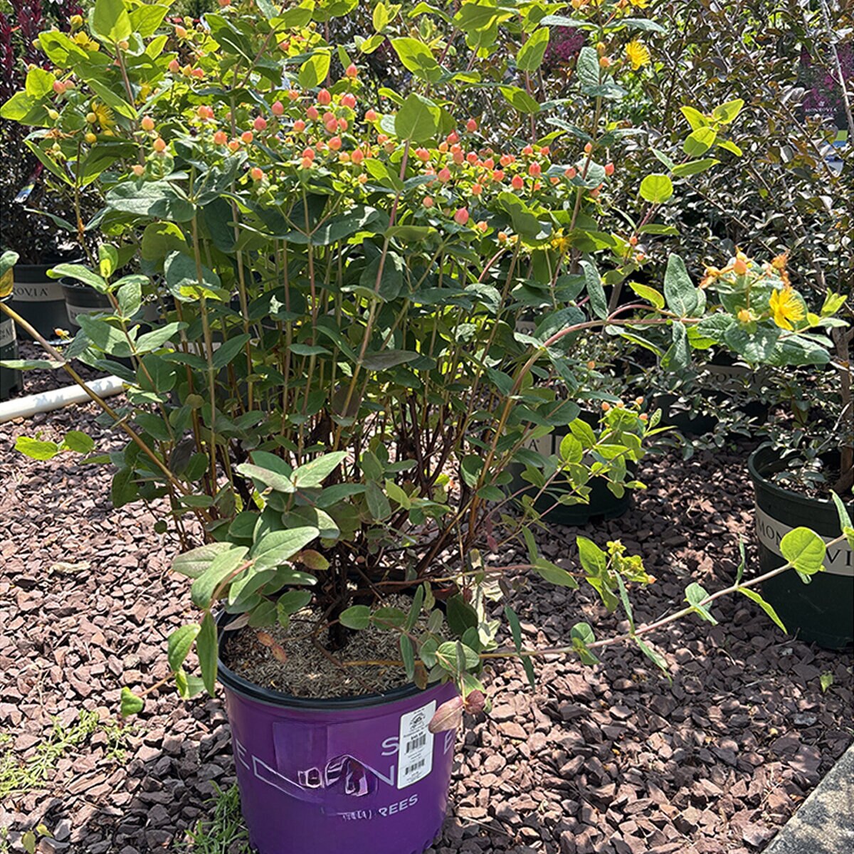 Hypericum Inodorum Pumpkin St. Johns Wort | SiteOne US
