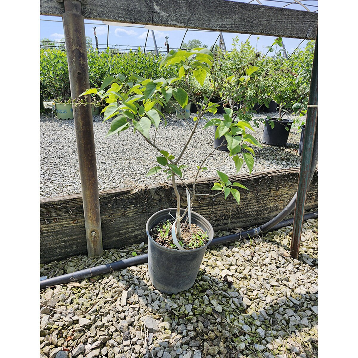 Syringa Vulgaris Congo Common Lilac | SiteOne US