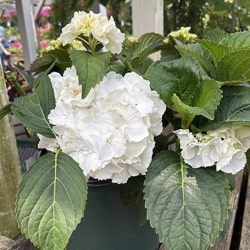 Hydrangea Macrophylla Forever & Ever White Ball White Out Big Leaf Hydrangea | SiteOne US