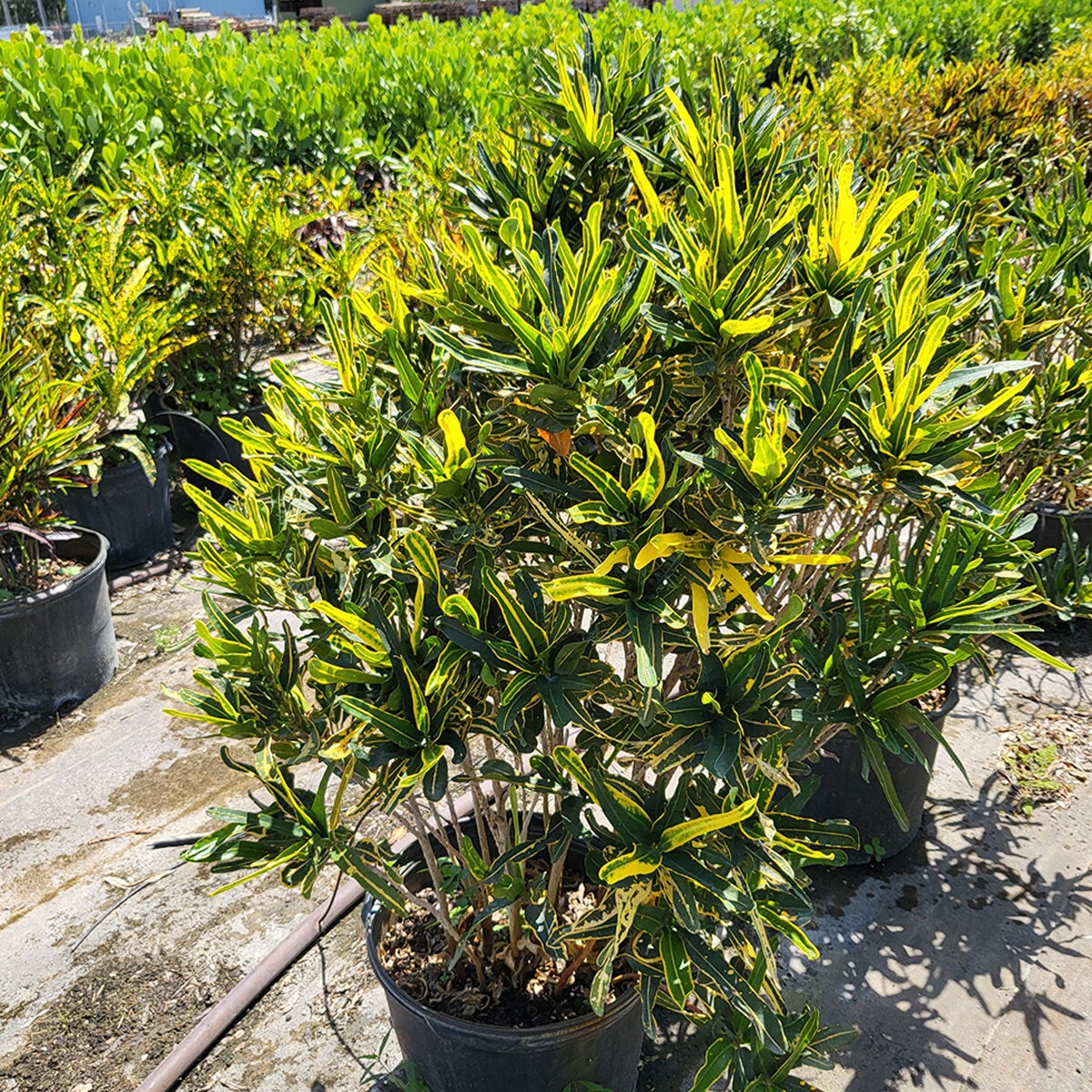 Codiaeum Variegatum Yellow Mamey Croton | SiteOne US