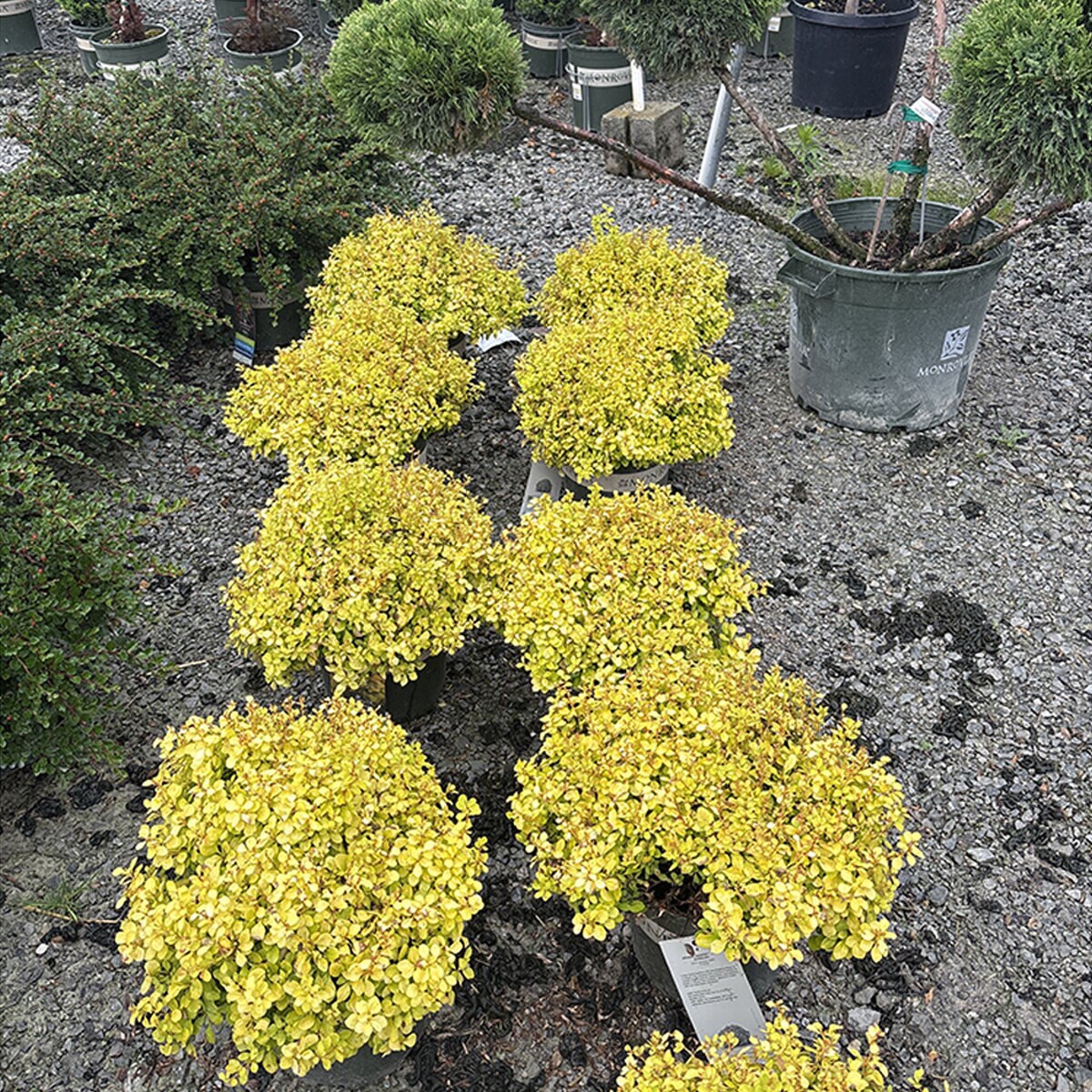 Berberis Thunbergii Golden Jackpot Japanese Barberry | SiteOne US