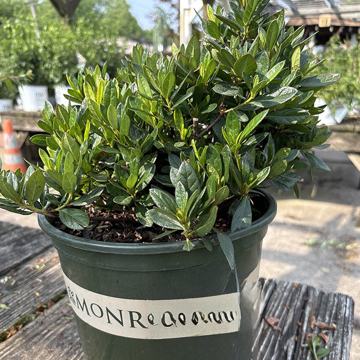 Rhododendron X Double Shot Grape Azalea | SiteOne US