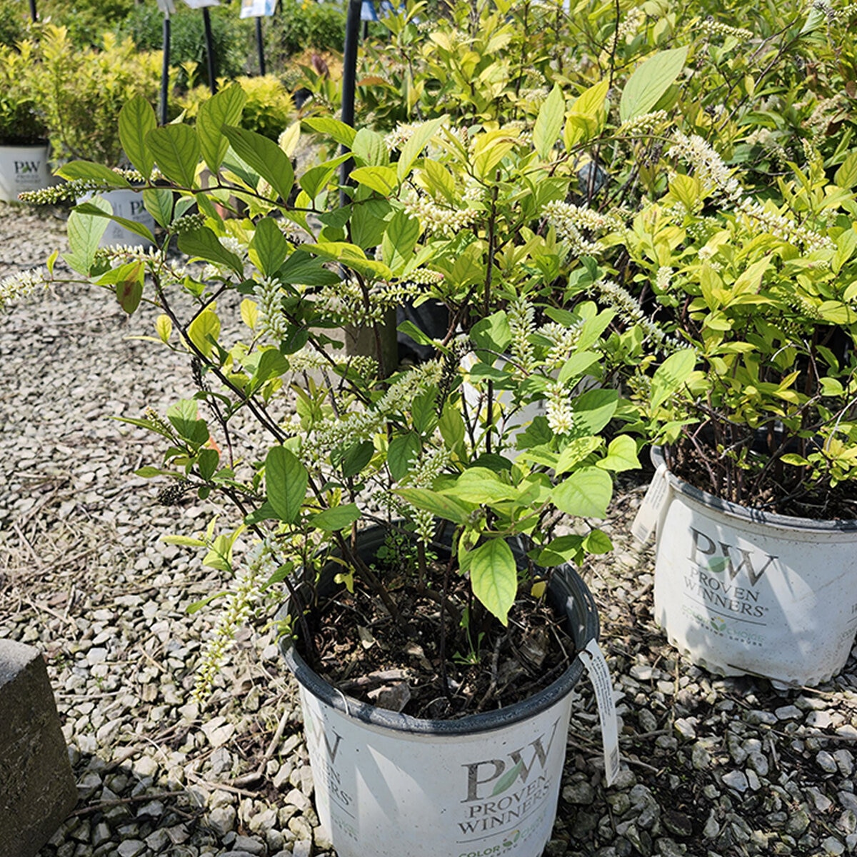 Itea Virginica Scentlandia Sweetspire | SiteOne US