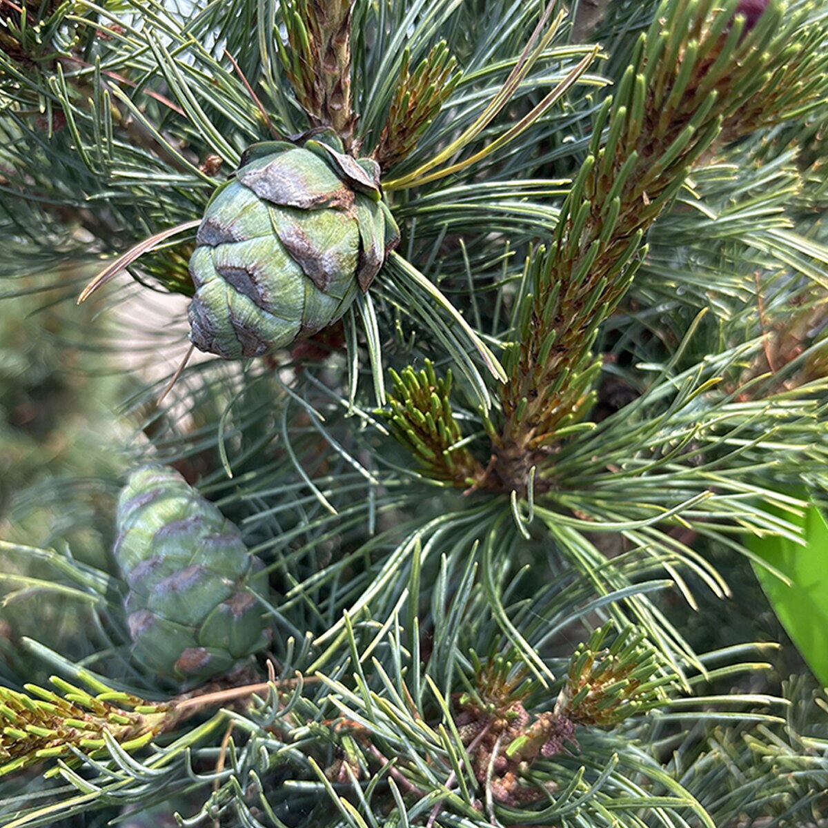 Pinus Parviflora Ara Kawa Japanese White Pine | SiteOne US