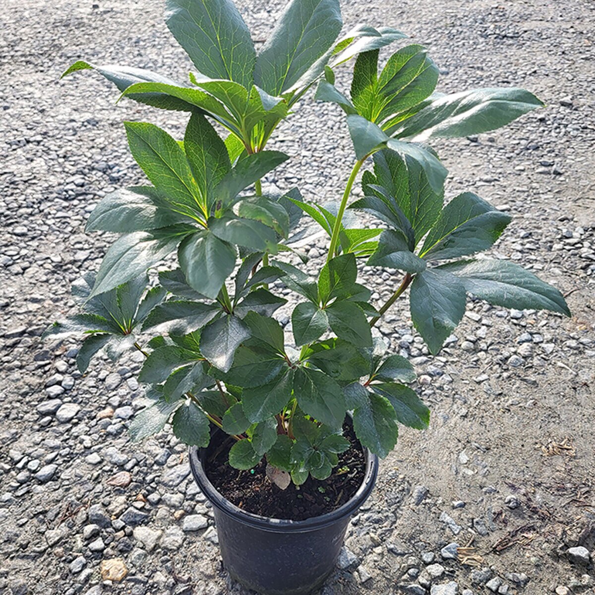 Helleborus X Glandorfensis HGC Ice N' Roses Early Red Lenten Rose ...
