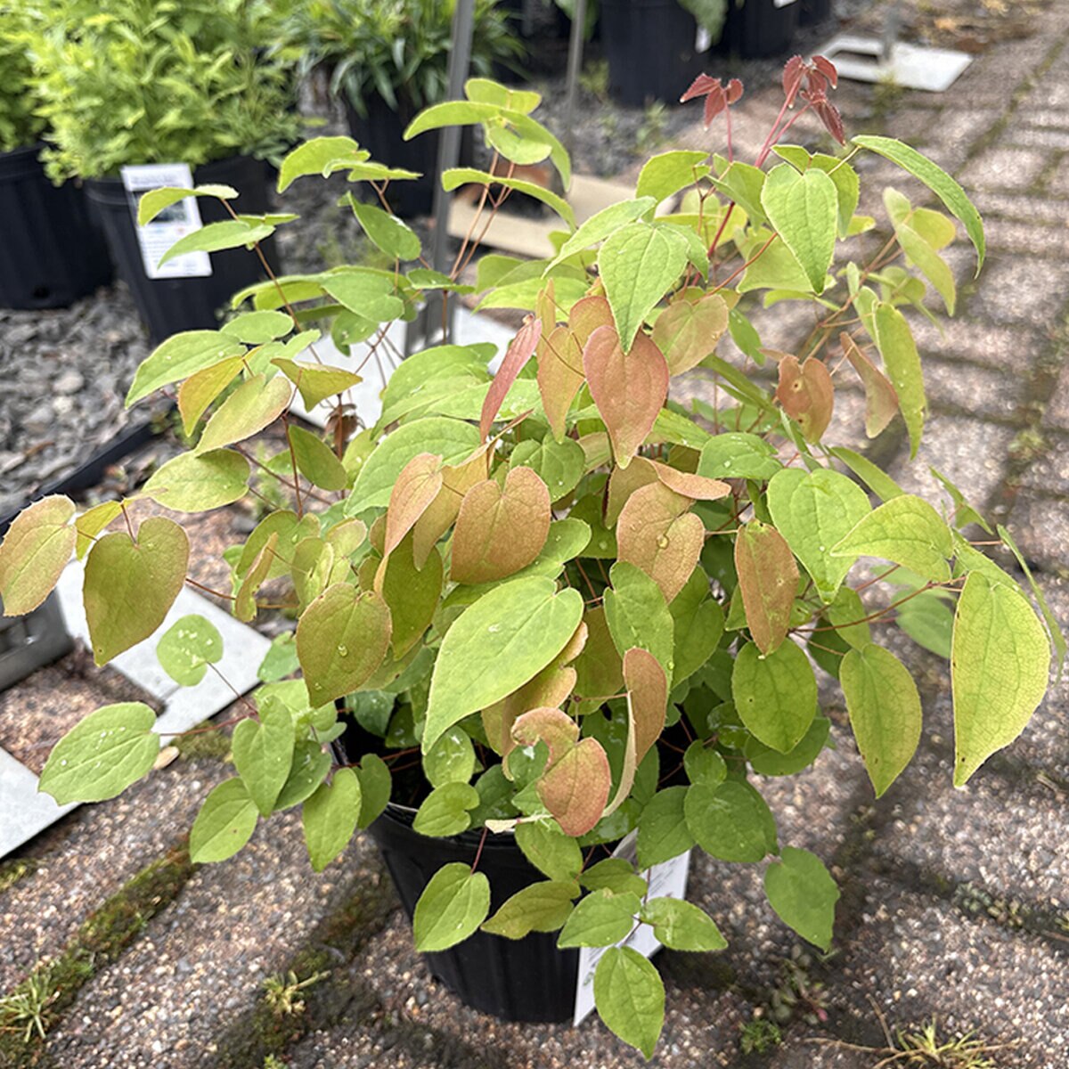 Epimedium Grandiflorum Queen Esta Longspur Barrenwort | SiteOne US