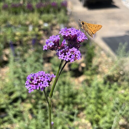 Verbena bonariensis Vanity Tall Verbena | SiteOne US
