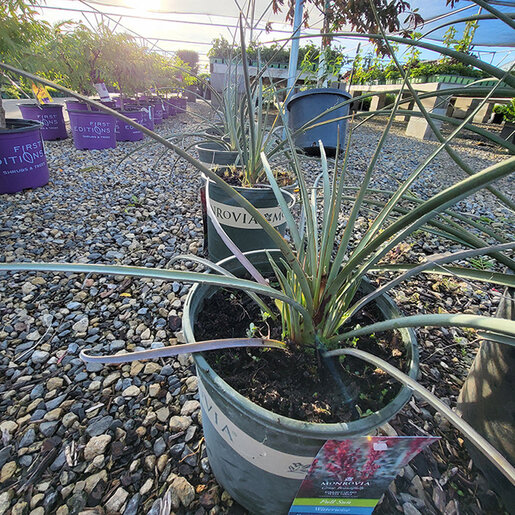 Hesperaloe Parviflora Straight Up Red Texas Yucca | SiteOne US