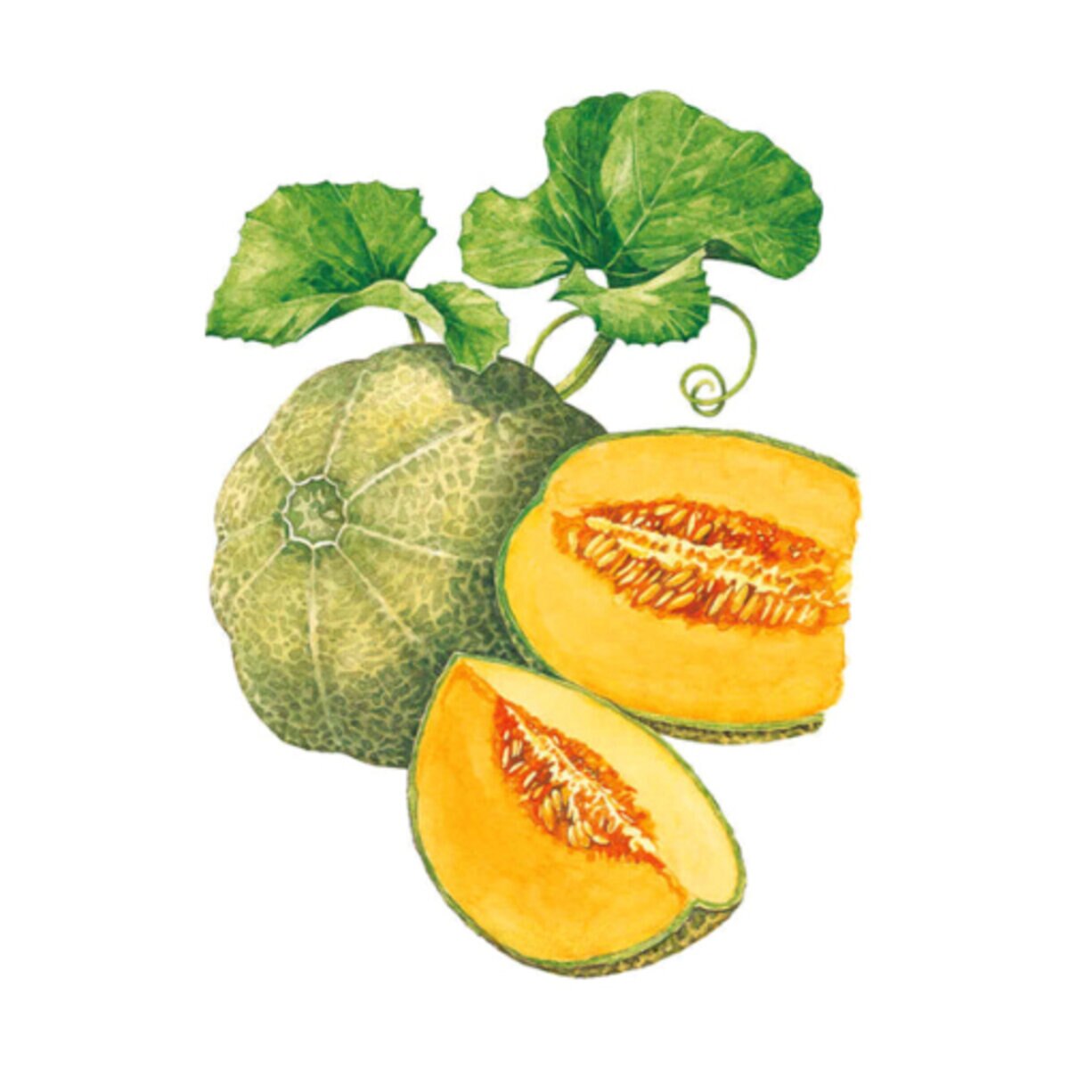 Melon Vegetable Seed Minnesota Midge Organic 1 gm | SiteOne US