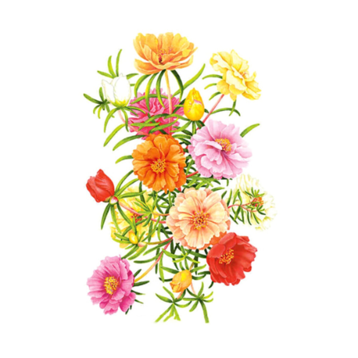 Portulaca Moss Rose Double Blend Flower Seed 250 mg | SiteOne US