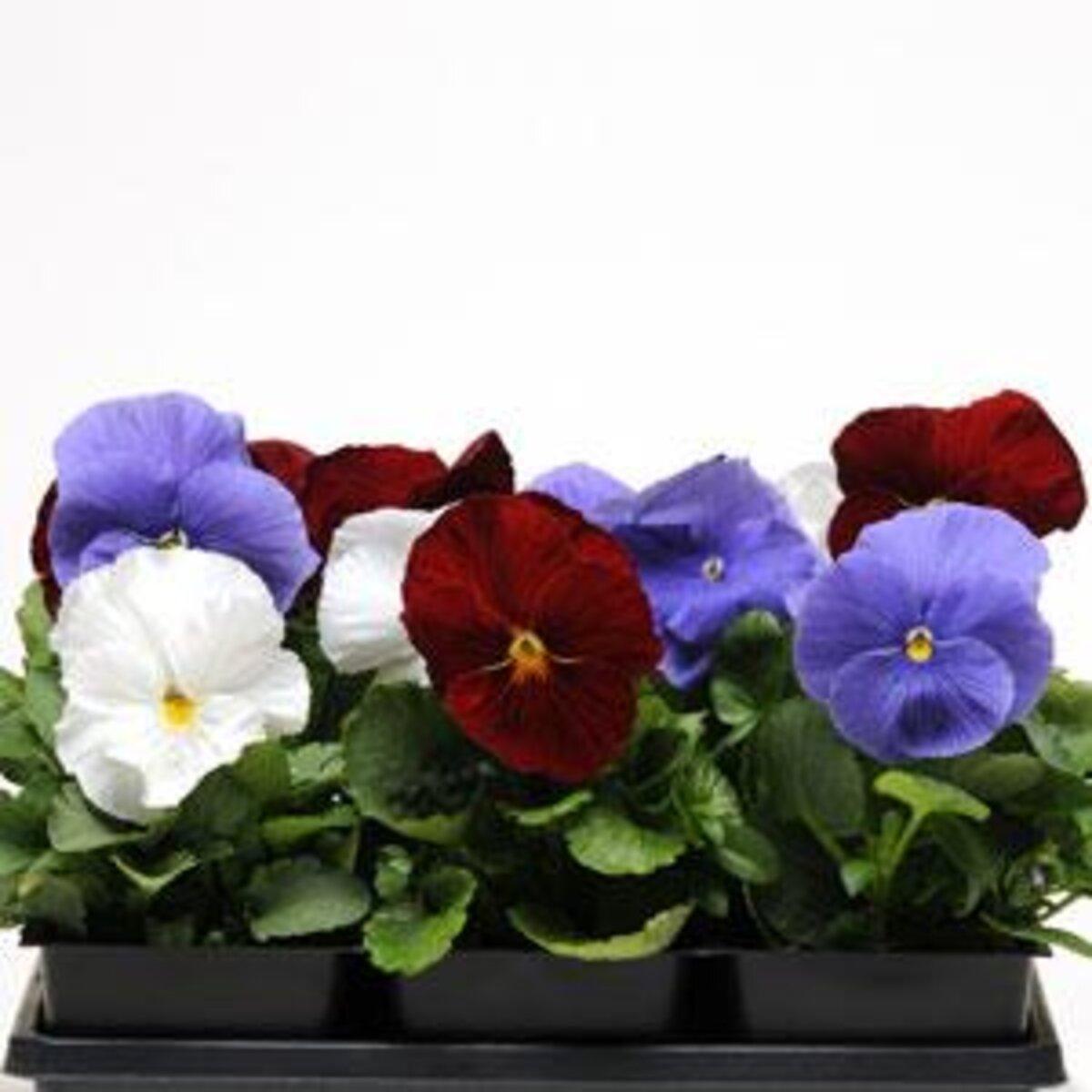 Viola x wittrockiana Matrix Red, White & Blue Mixture Pansy | SiteOne US