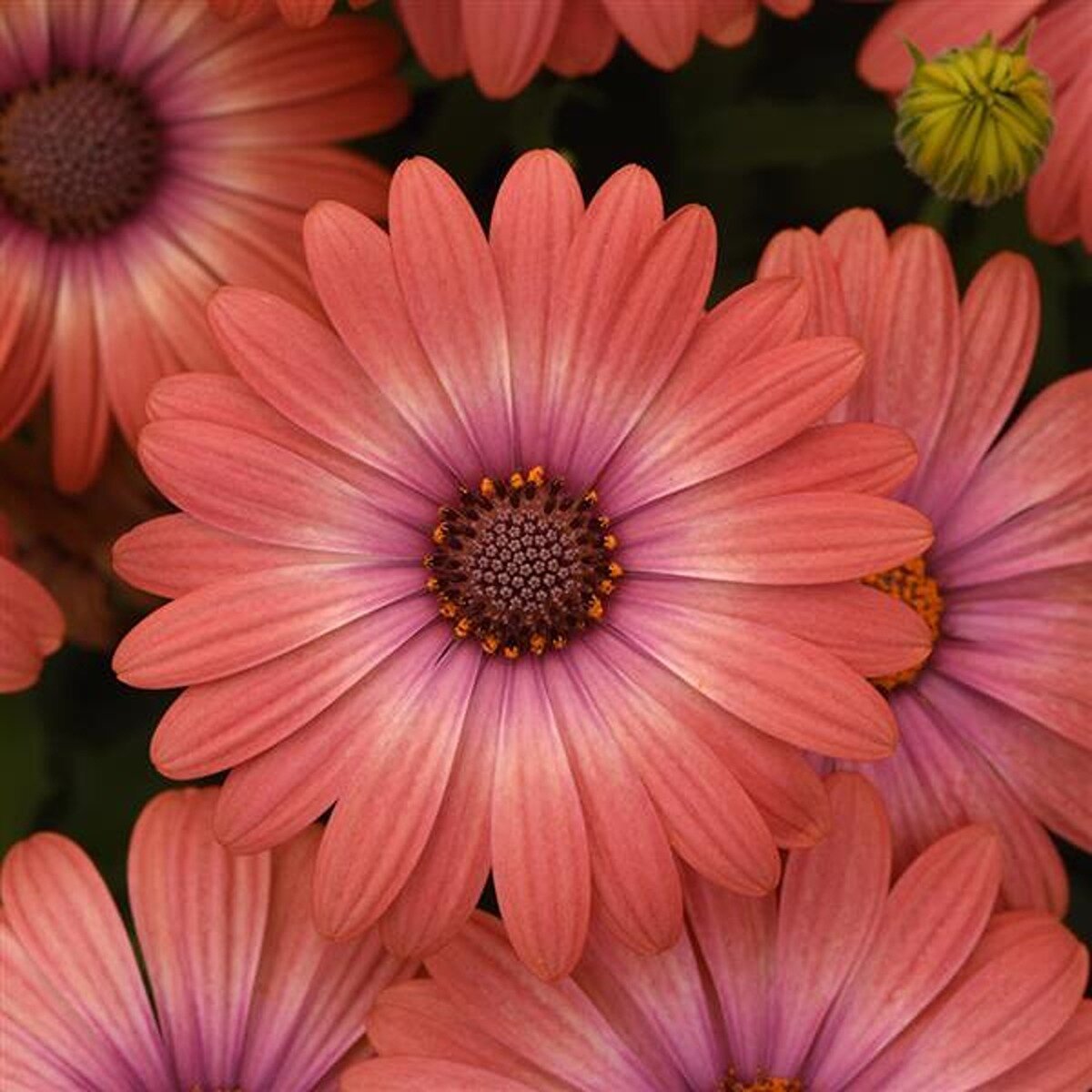 Dimorphotheca (Osteospermum) ecklonis Serenity Coral Magic African ...