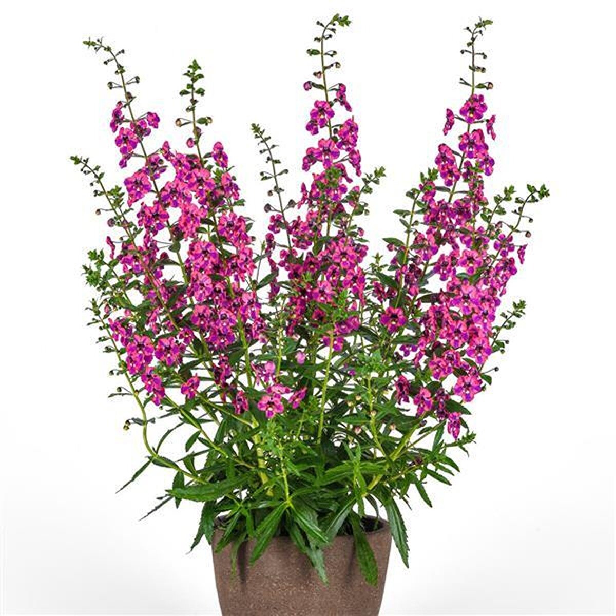 Angelonia angustifolia Guardian Angel Berry Sparkler Portfolio Summer ...
