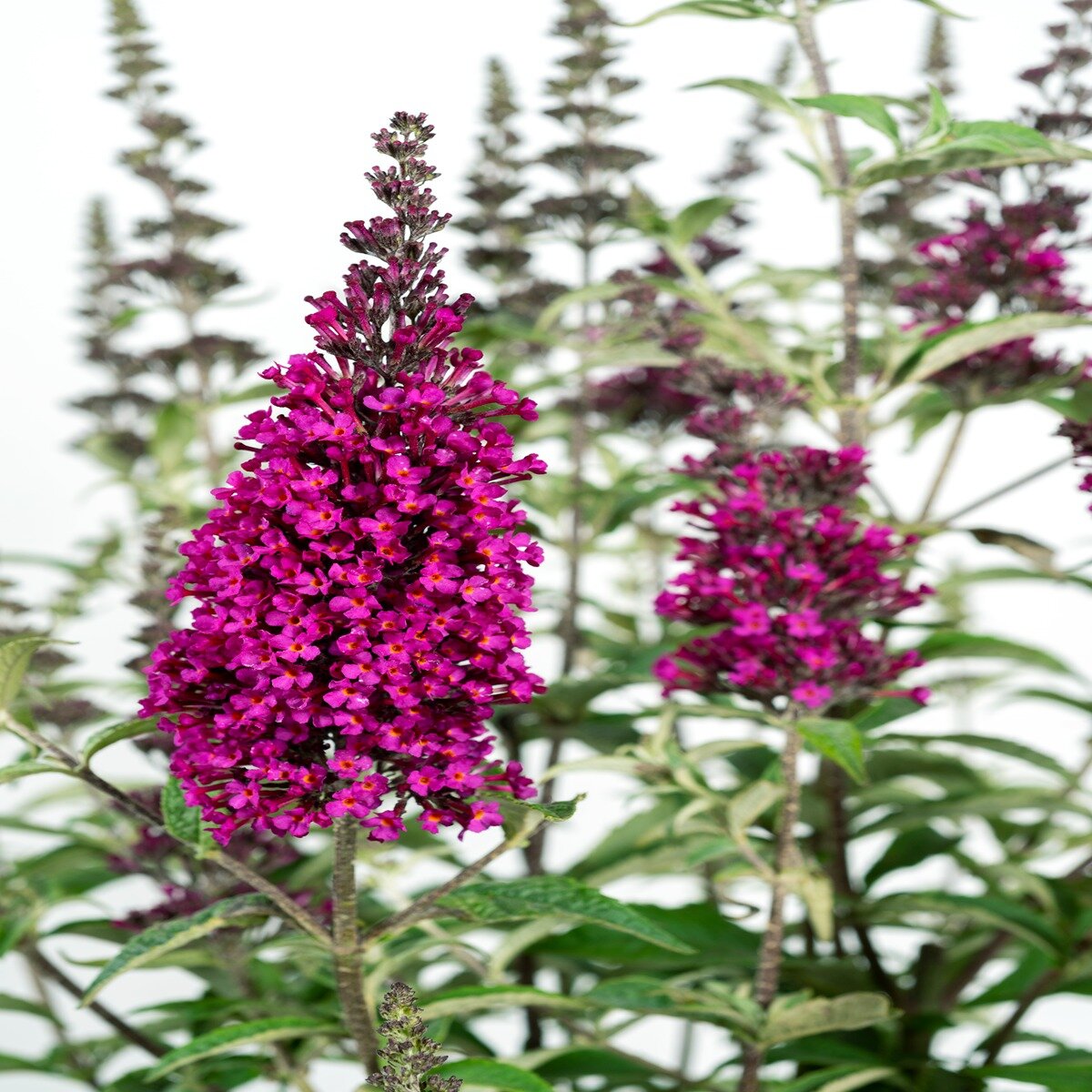 Buddleia Davidii Buzz Hot Raspberry Butterfly Bush | SiteOne US