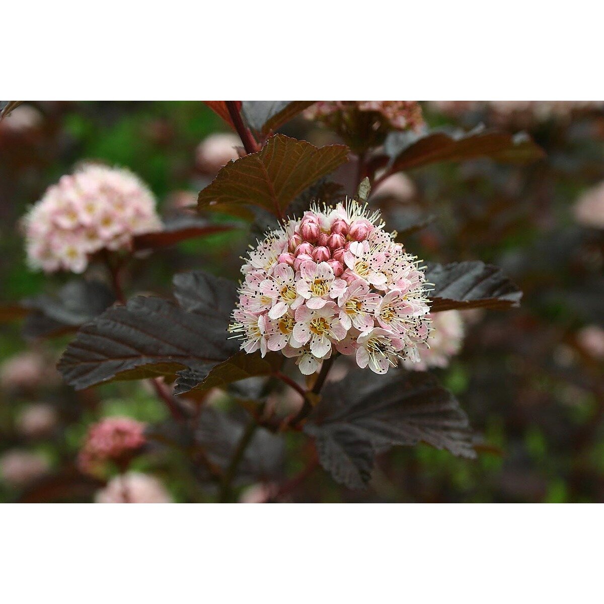 Physocarpus opulifolius Lady in Red Ninebark | SiteOne US