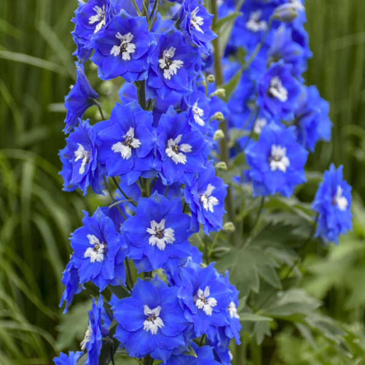 Delphinium x Cobalt Dreams Hybrid Bee Delphinium | SiteOne US