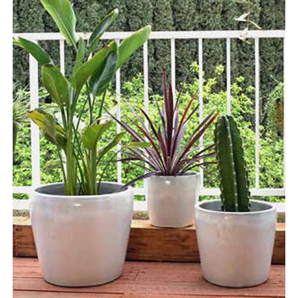 Pacific Planter Buttercup Lg White Spot 16 in. x 14 in | SiteOne US