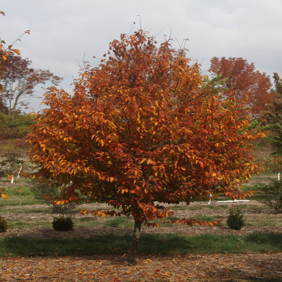 Carpinus caroliniana Fire King American Hornbeam | SiteOne US