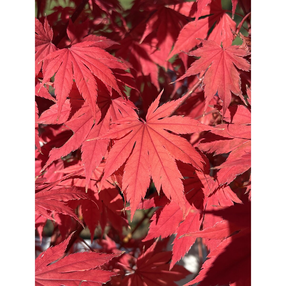 Acer X Pseudosieboldianum Jack Frost Arctic Jade Korean Maple | SiteOne US